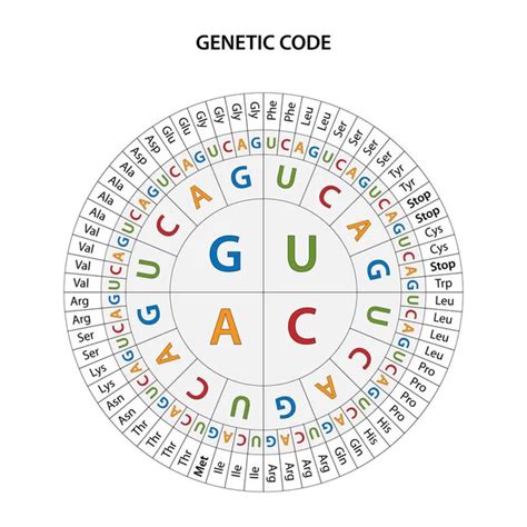 Genetic Code Chart Full Set Relationships Codons Amino Acids Stock