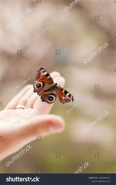 59300 공작새 날개 이미지 스톡 사진 및 벡터 Shutterstock 59300 공작새 날개 이미지 스톡 사진 및 벡터 Shutterstock