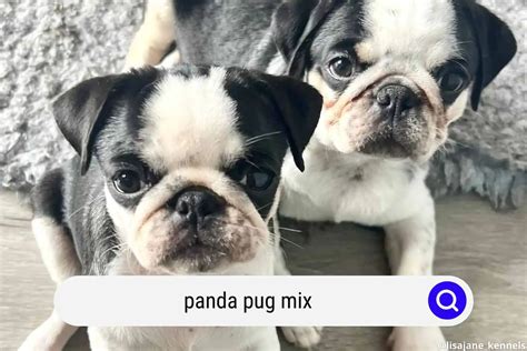 What Is A Panda Pug Mixed With