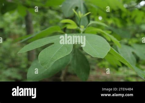 Sassafras Tree Leaves Stock Videos And Footage Hd And 4k Video Clips