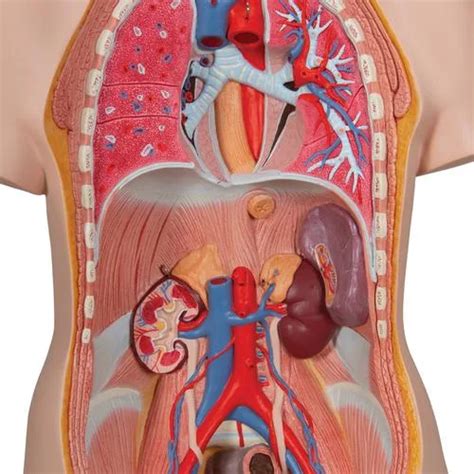 Deluxe Dual Sex Human Torso Model 20 Part 3b Smart Anatomy Lifemed