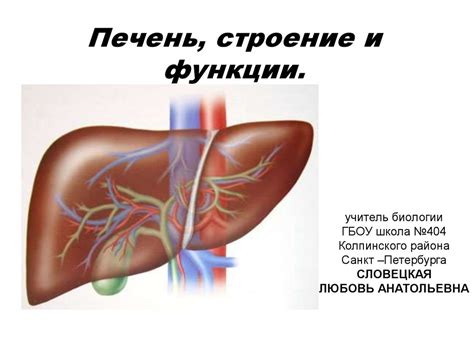 Печень, строение и функции - презентация онлайн