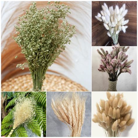 Jual Bunga Kering Bunny Tail Bunga Kering Lagurus Bunga Kering Gandum Bunga Kering Avena