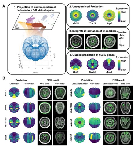 Construction Of A 3d Gene Expression Atlas In The Developing Download Scientific Diagram