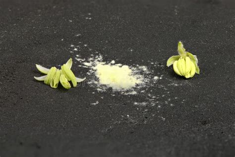 Cannabis Flowers And Pollen From Cannabis Flowers Extreme Close Up