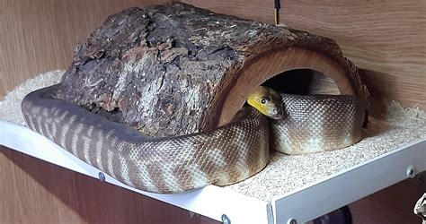 Interesting Way To Hide Rsneks