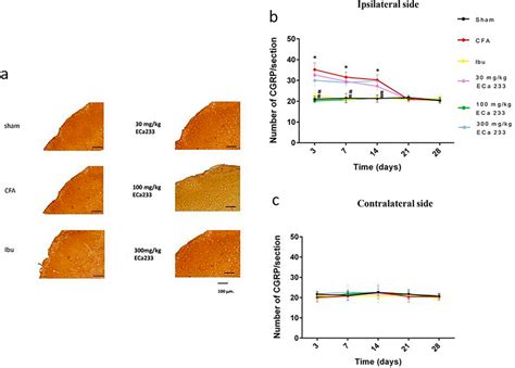 Calcitonin Gene Related Peptide Cgrp Expression In The Trigeminal Download Scientific Diagram
