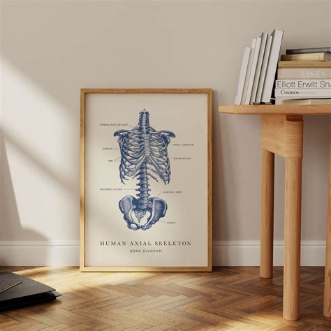 Axial Skeleton Diagram