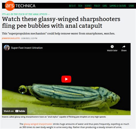 Glassy Winged Sharpshooters Fling Pee Bubbles With Anal Catapult R