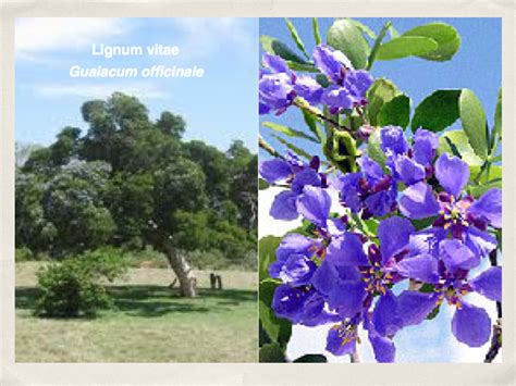Binomial Classification Bgcse Science