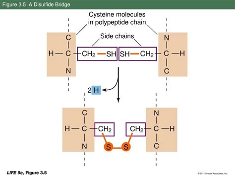 Ppt Figure 31 Some Functional Groups Important To Living Systems