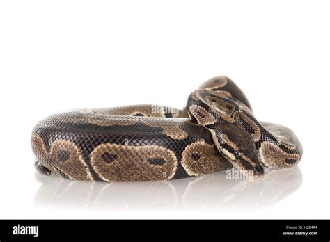 Beautiful Python Isolated In A White Background Stock Photo Alamy