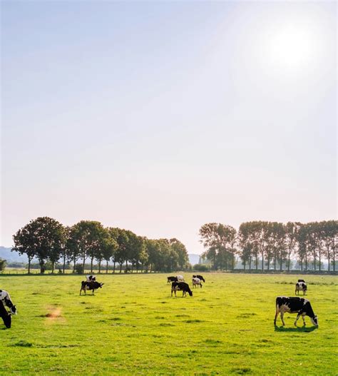 Contact Us Biochemix International Limited