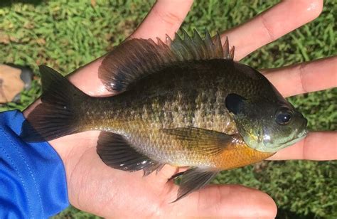 Mylocallakes — Track Your Catches Explore Local Lakes
