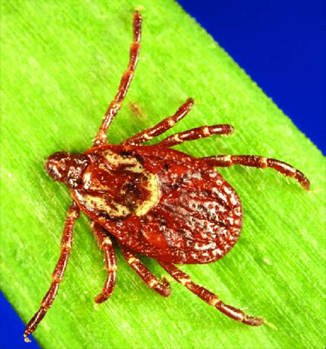 Dermacentor Variabilis ♀ Courtesy Of Cdc Dvbid Gary O Maupin Download Scientific Diagram