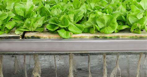 How To Grow Plants Without Soil Plantgrowpick Pty Ltd Australia