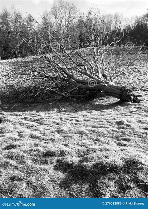 Black White Image Of A Tree Stock Photo Image Of Black White 276012886