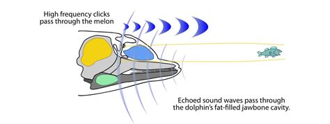 How Do Dolphins Communicate Whale And Dolphin Conservation Usa