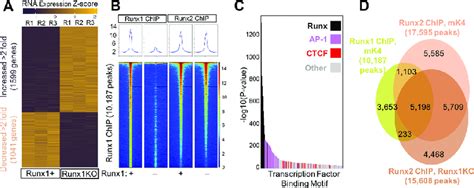 Widespread Transcriptional Changes In Runx KO Cells Despite Runx Download Scientific Diagram