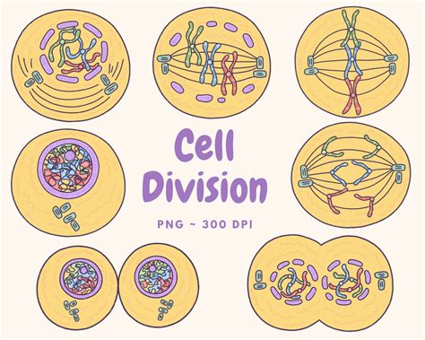 Cell Division Mitosis Clip Art Digital Download Cute Biology Clip Art