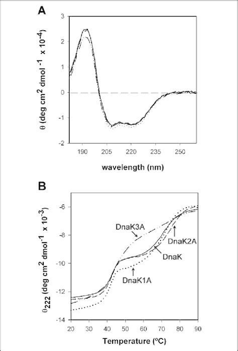 Secondary Structure Of Wt Dnak And Mutants A Far Uv Cd Spectra Of Wt