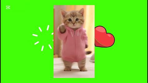 Funny Cat Dancing Video Cute Kittensdance Andsing 🐈🐱🐣🐾 Youtube