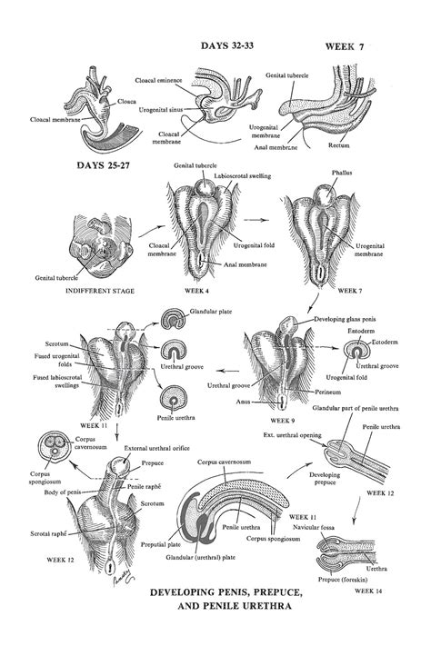 External Male Reproductive Organ Manash Subhaditya Edusoft Human
