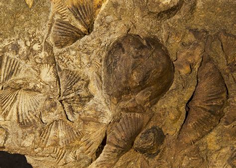 Virginia Energy Geology And Mineral Resources Fossils Of Virginia