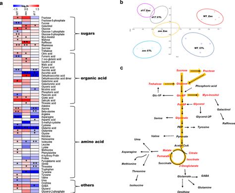 The Profile Of Primary Metabolites In Roots Of Wt Zas And D17 Download Scientific Diagram