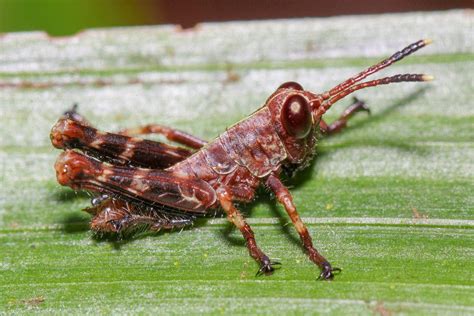 Little Red Grasshopper By Fantasysnail On Deviantart