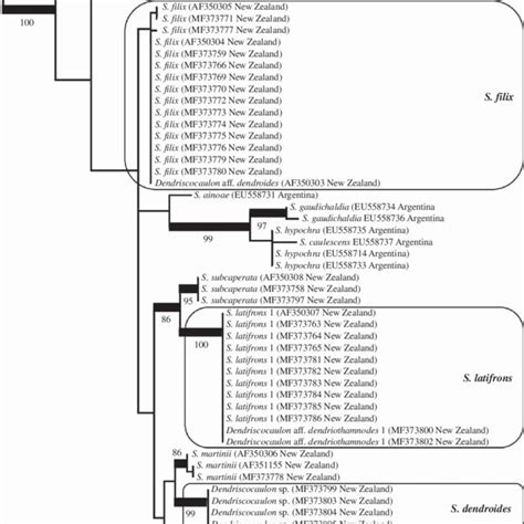 Best Scoring Maximum Likelihood Tree Based On Phylogenetic Analysis Of