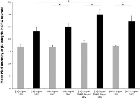 Drg Neurons Plated On An Ng2 Substrate Upregulated Integrin 1 After 5 Download Scientific