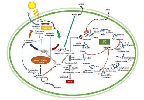 Schematic Representation Of Phb Synthesis Pathway Cyanobacteria With