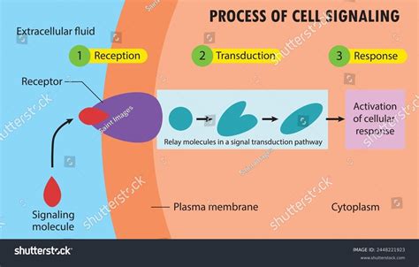 Illustration Steps Cell Signaling Diagram Stock Vector Royalty Free