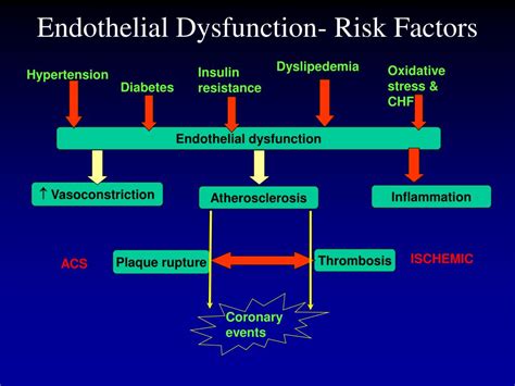 Ppt Endothelial Dysfunction In Hypertension Powerpoint Presentation Id 828396