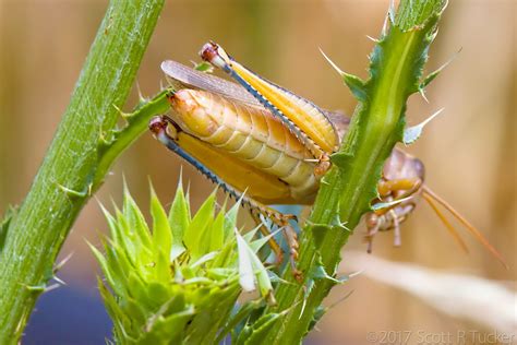 Grasshopper Legs And Booty I Caught This Hopper Feasting O Flickr
