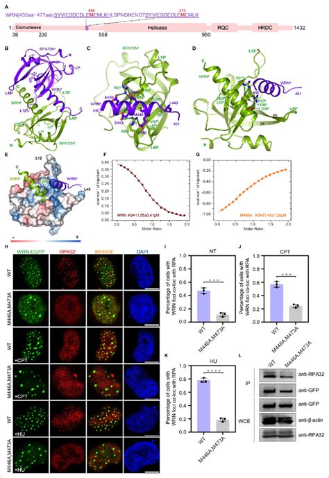 Structure Of The RPA N WRN Complex A Linear Domain Diagram Of WRN Download Scientific
