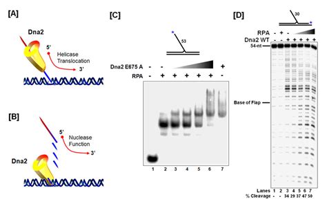 Dna2 Displaces Rpa From Ssdna And Cleaves At Multiple Sites On The
