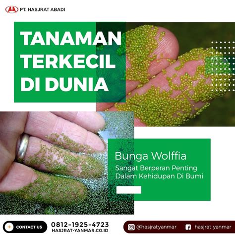 Bunga Wolffia Hasjrat Yanmar