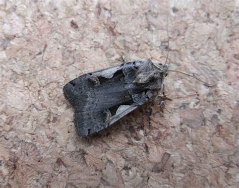 Setaceous Hebrew Character Naturespot