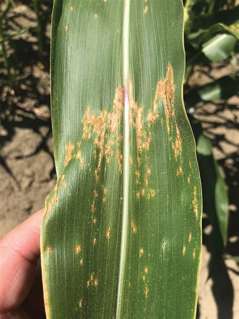 Common Rust Or Southern Rust Top Crop Managertop Crop Manager