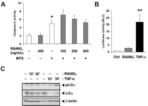 Rankl A Weak Nf κb Activator Does Not Protect Primary Bmdm From