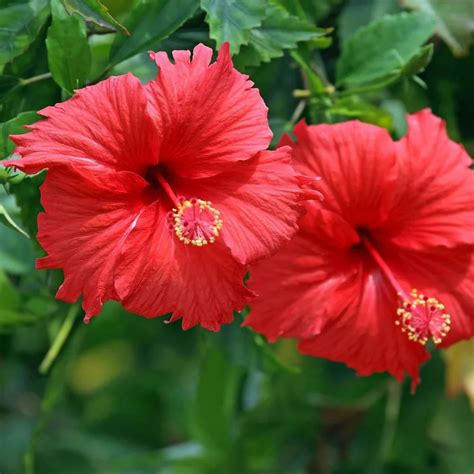 4 Inch Garden Jaba Flower Plant At ₹ 50 Piece Flowering Plant In
