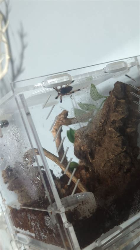 First Arboreal Turantula R Tarantulas