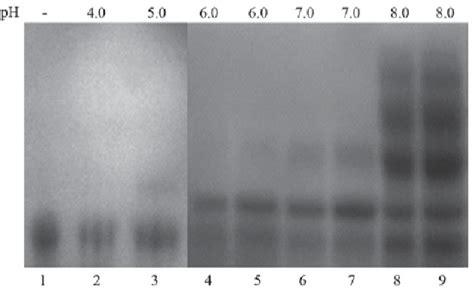 Figure 1 From Recombinant Ganoderma Lucidum Immunomodulatory Protein Modified With Polyethylene