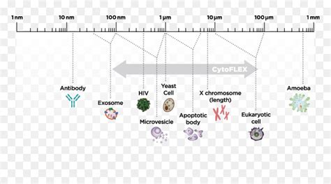 Cytoflex Diagram Particle Sizes Cytoflex Nanoparticle Hd Png Download Vhv