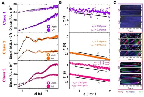 Differential Dynamic Microscopy And Kymographs Characterize The