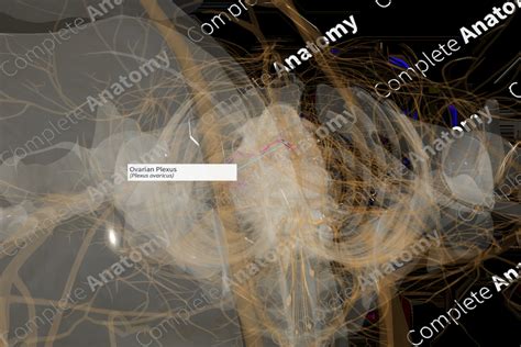 Ovarian Plexus Left Complete Anatomy