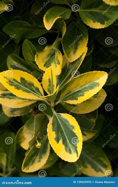 Ovalifolium Aureum Do Ligustrum Da Planta Imagem De Stock Imagem De Botânica Beleza 139629995