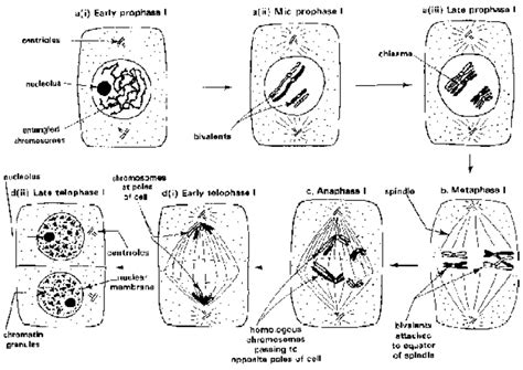 Stagesofmitosis Biolulia European Sections